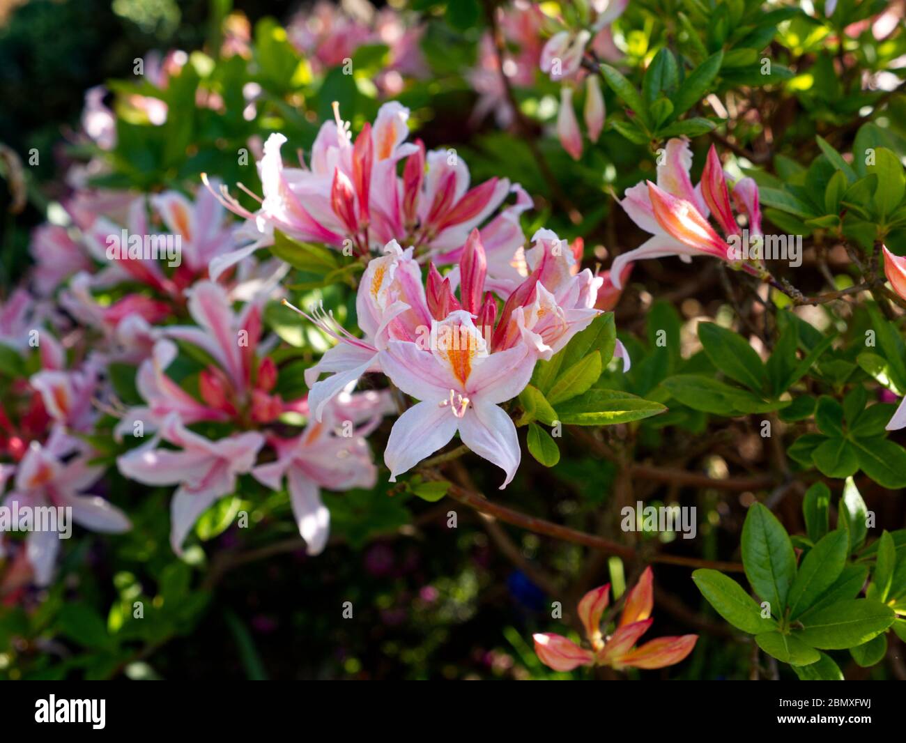 Sims azaleas hi-res stock photography and images - Alamy