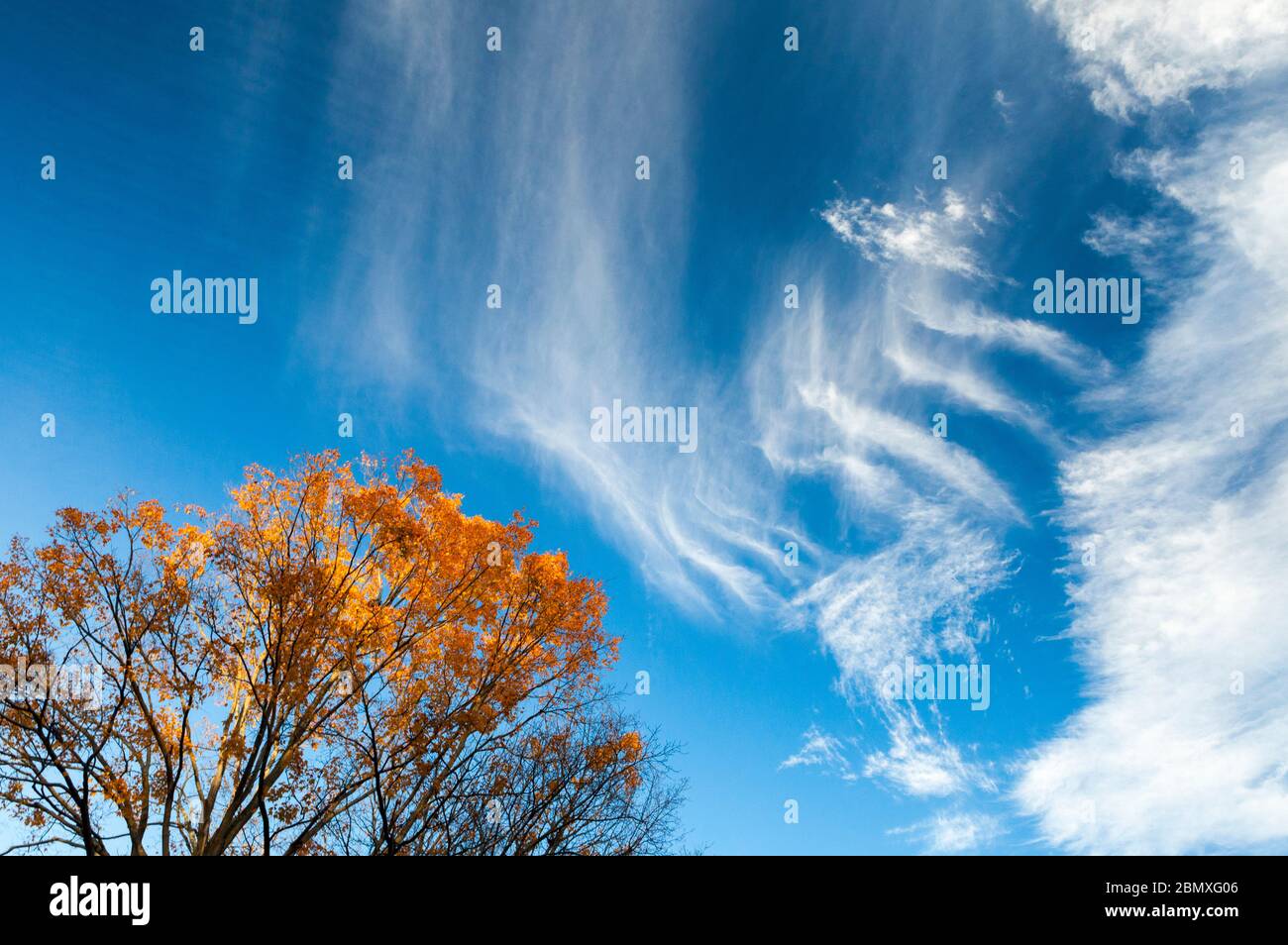 A maple tree with yellow fall foliage is seen against a blue sky with ...
