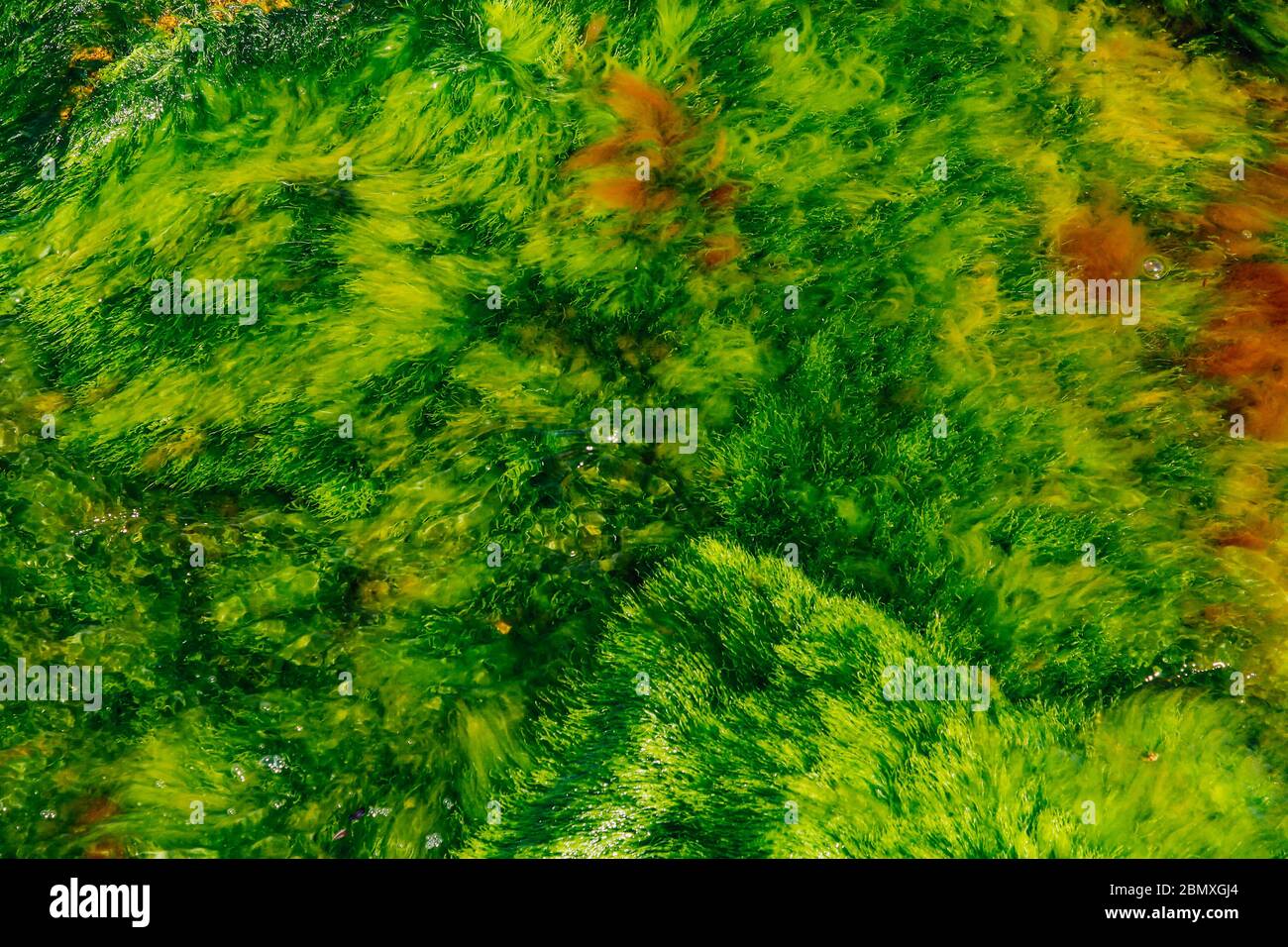 green algae in the sea water background Stock Photo - Alamy
