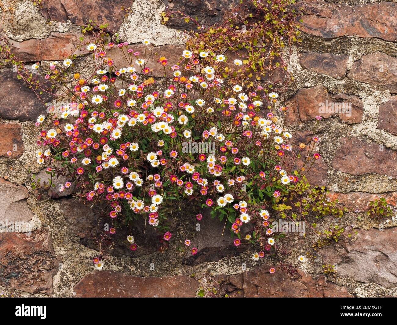 Mexican fleabane Erigeron karvinskianus flourishing in cracks in a ...