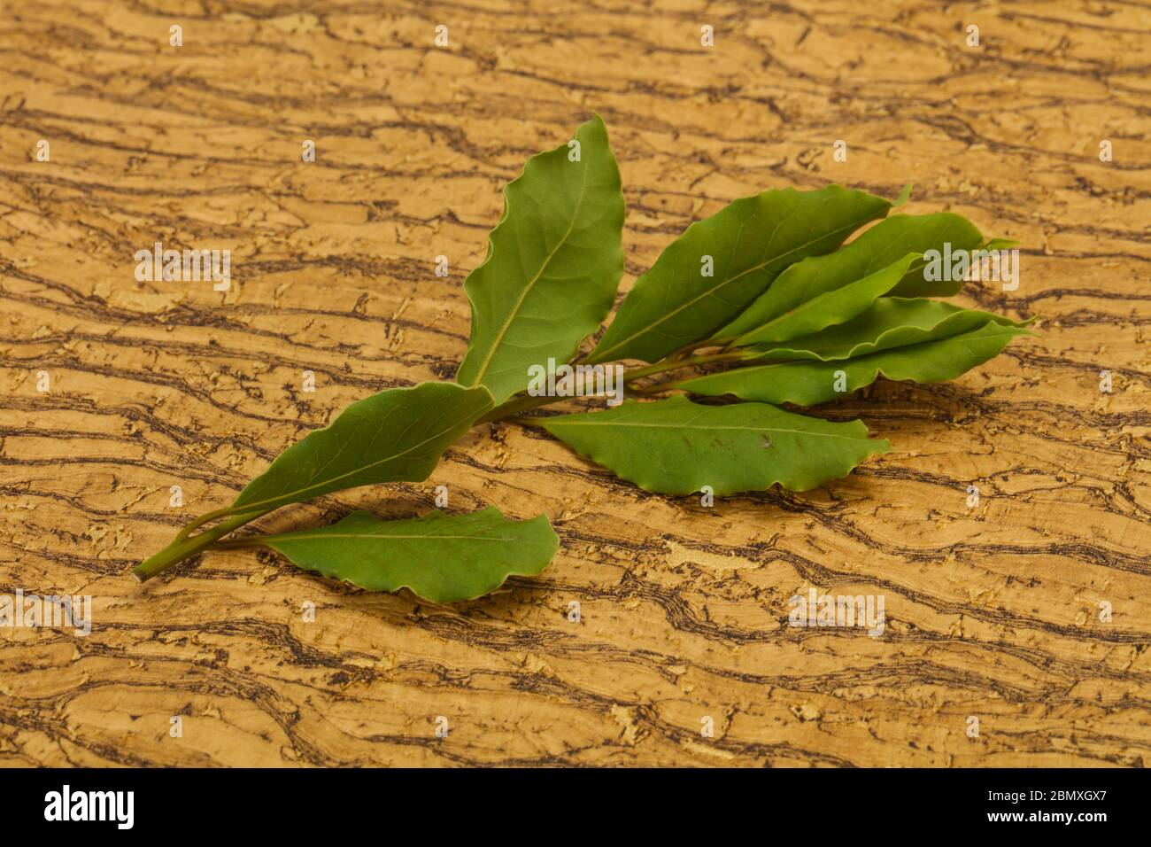 Green laurel leaves on the branch - for cooking Stock Photo - Alamy