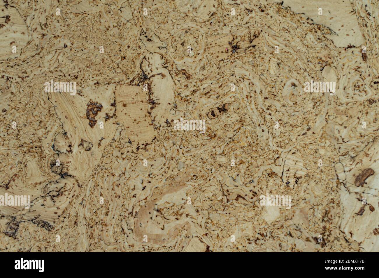 Balsa tree hi-res stock photography and images - Alamy