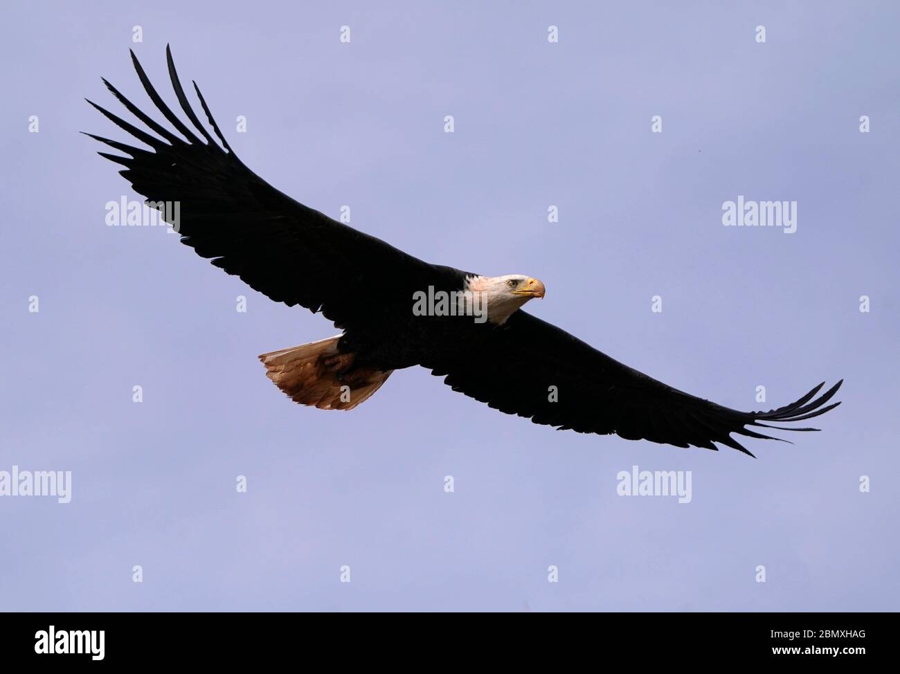 A Bald Eagle is seen at Canyon Lake in Arizona Stock Photo - Alamy