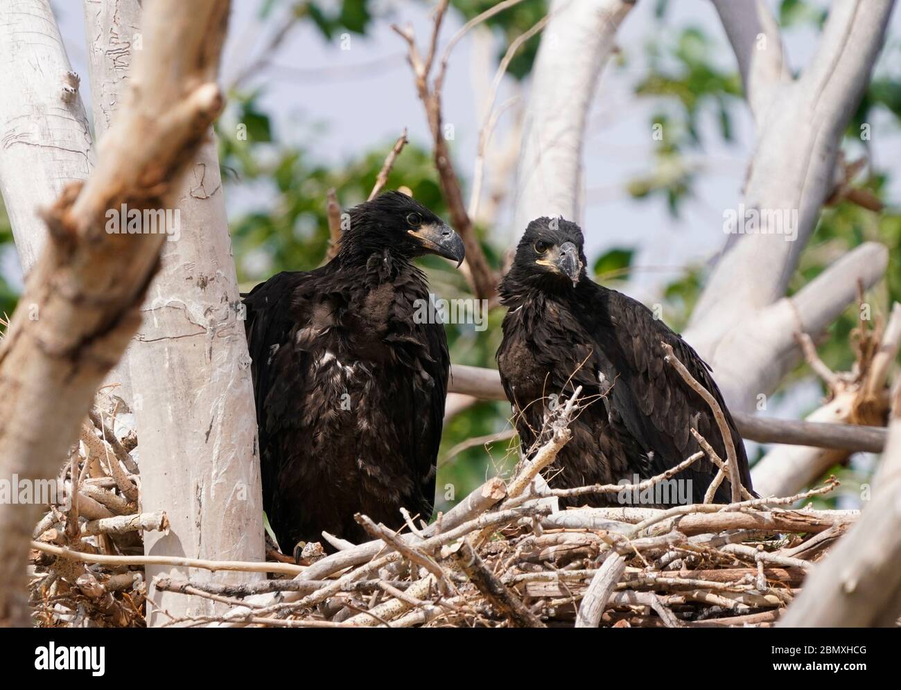 Eaglets in nest hi-res stock photography and images - Alamy