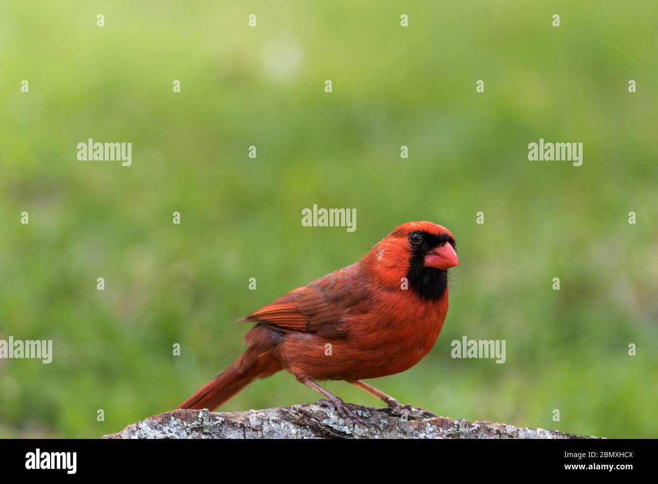 Northern Cardinal male, Cardinalis cardinalis, perched on tree stump in ...