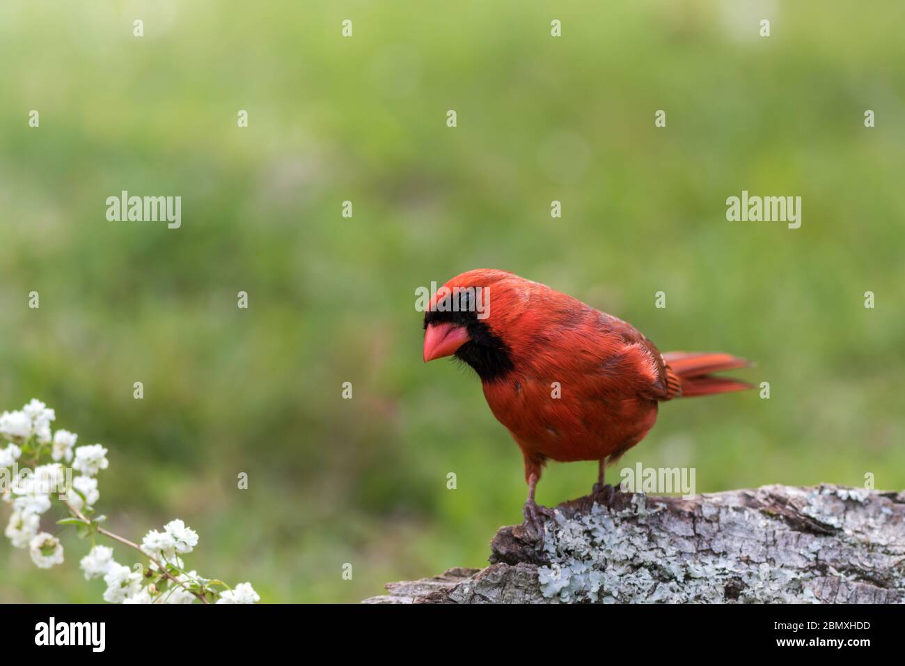 Northern Cardinal male, Cardinalis cardinalis, perched on tree stump in ...