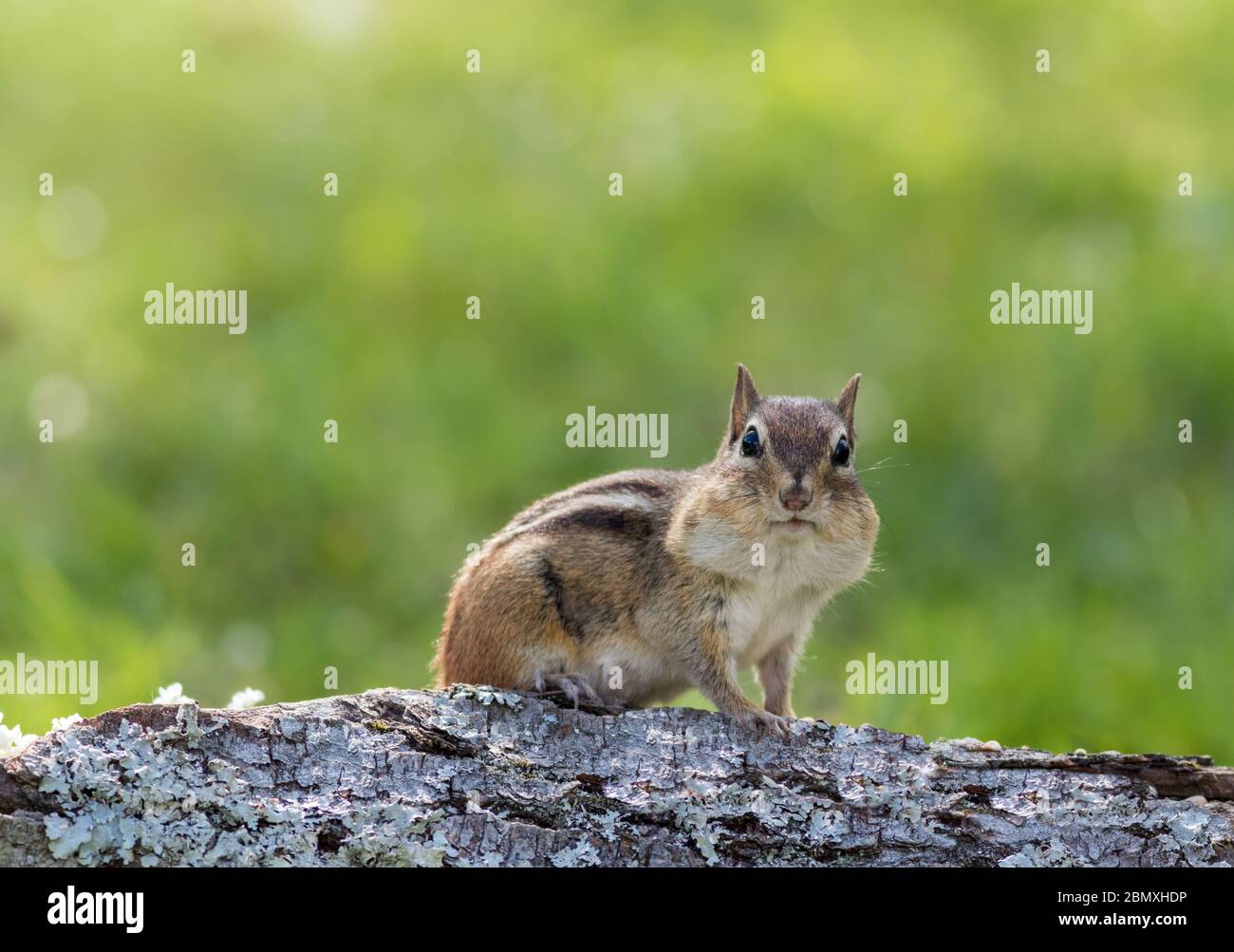 Eastern Chipmunk with cheeks filled on tree stump in late afternoon ...