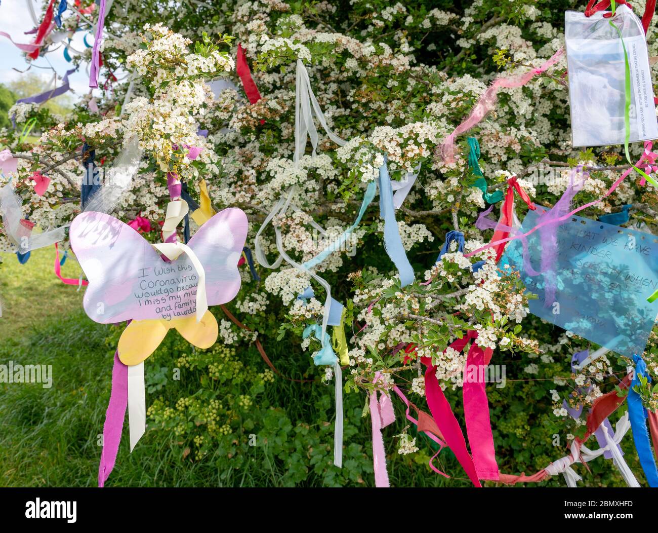 Ribbons In Tree High Resolution Stock Photography and Images - Alamy