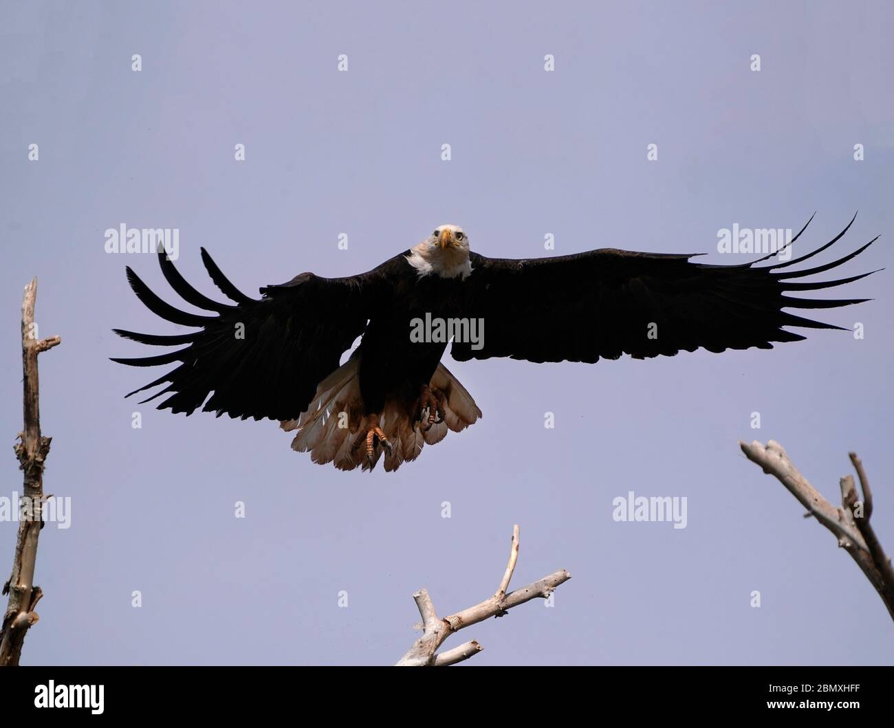 Bald eaglets hi-res stock photography and images - Alamy