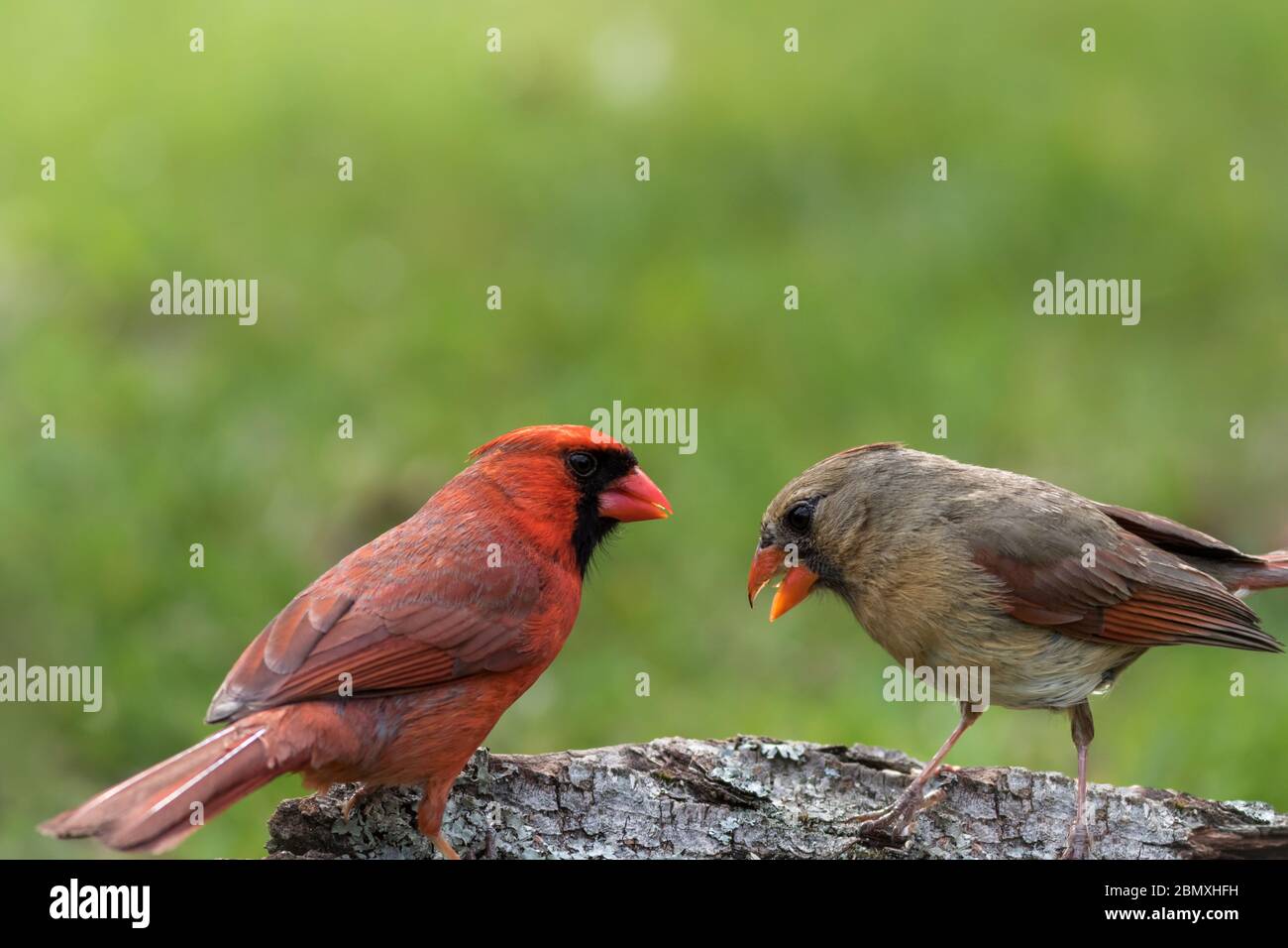 Redbirds hi-res stock photography and images - Alamy