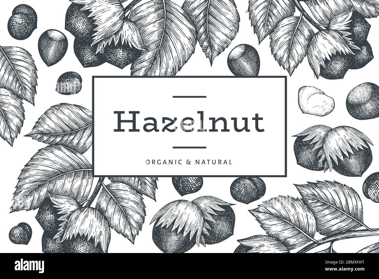 Hand drawn sketch hazelnut design template. Organic food vector ...