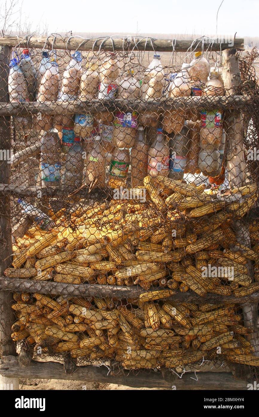 Dobrogea, Romania. Dry corn stored as food for the farm animals Stock ...