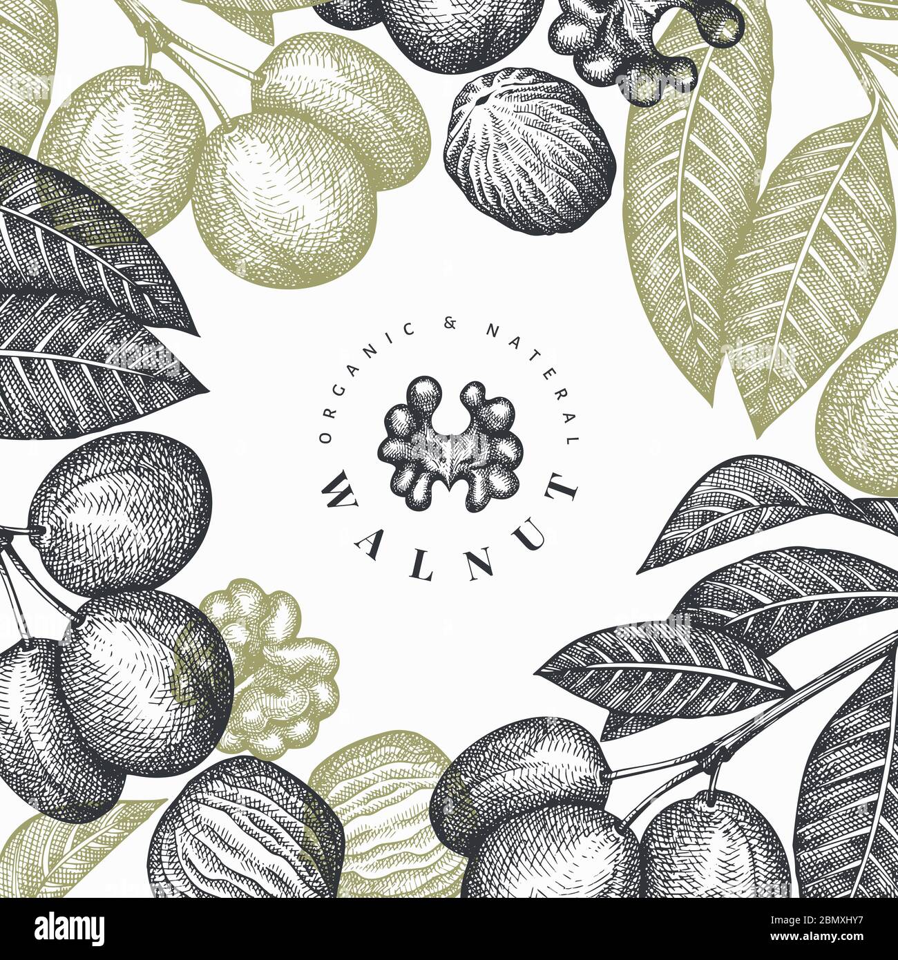 Hand drawn sketch walnut design template. Organic food vector ...