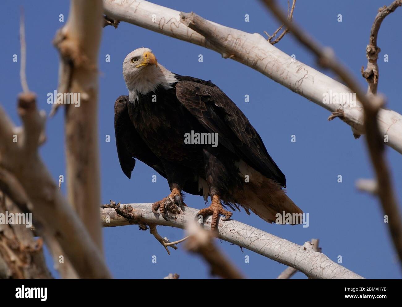 Eaglets in nest hi-res stock photography and images - Alamy