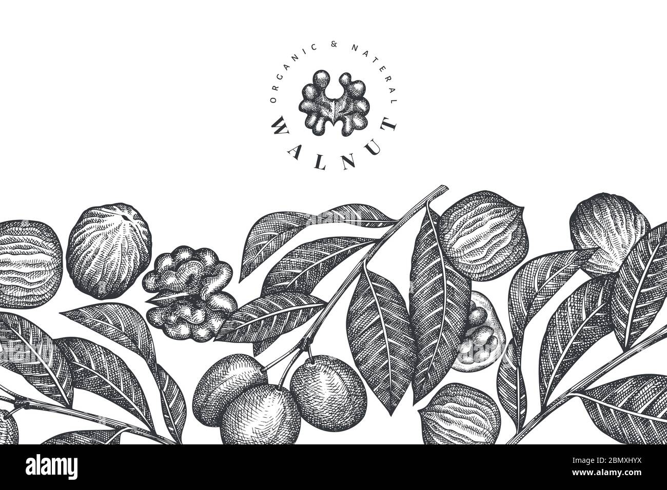 Hand drawn sketch walnut design template. Organic food vector ...