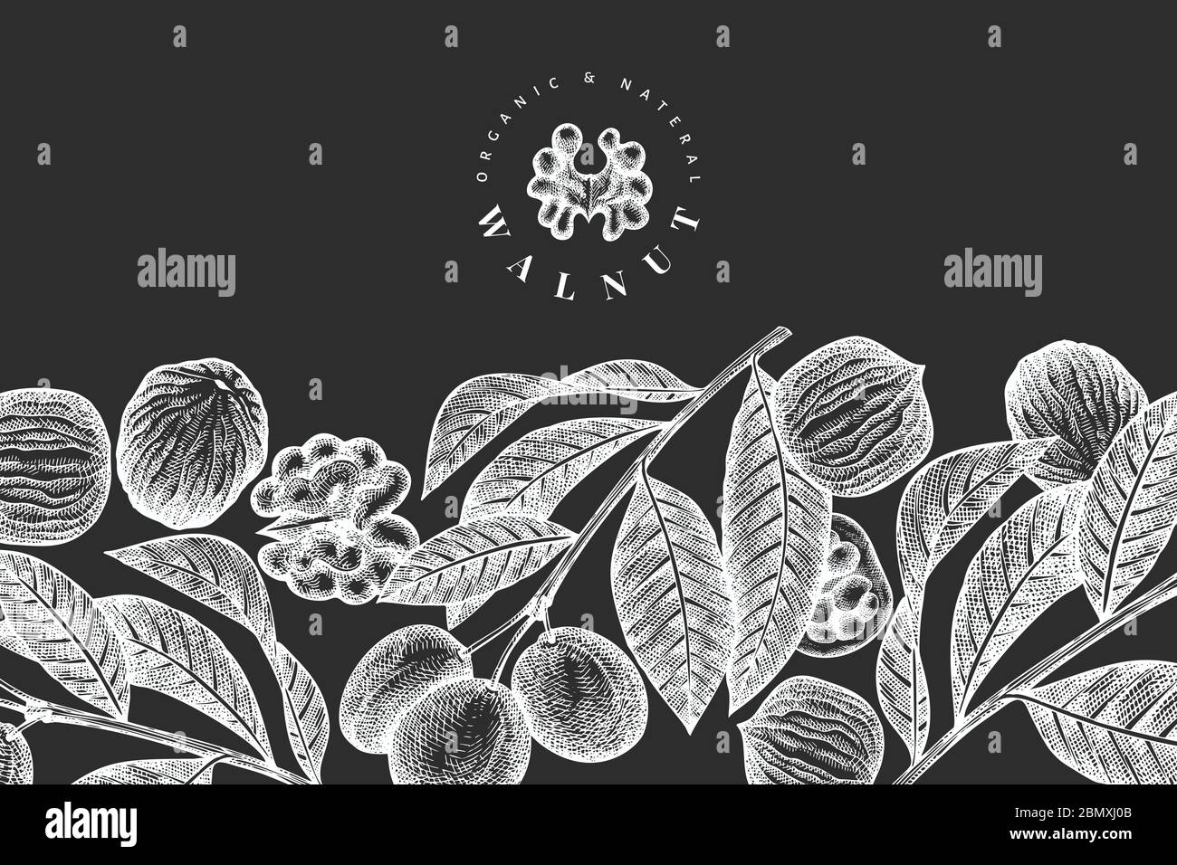 Hand drawn sketch walnut design template. Organic food vector ...