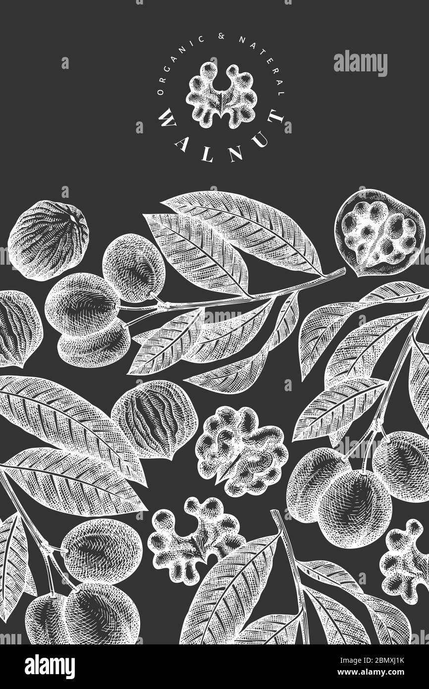 Hand drawn sketch walnut design template. Organic food vector ...