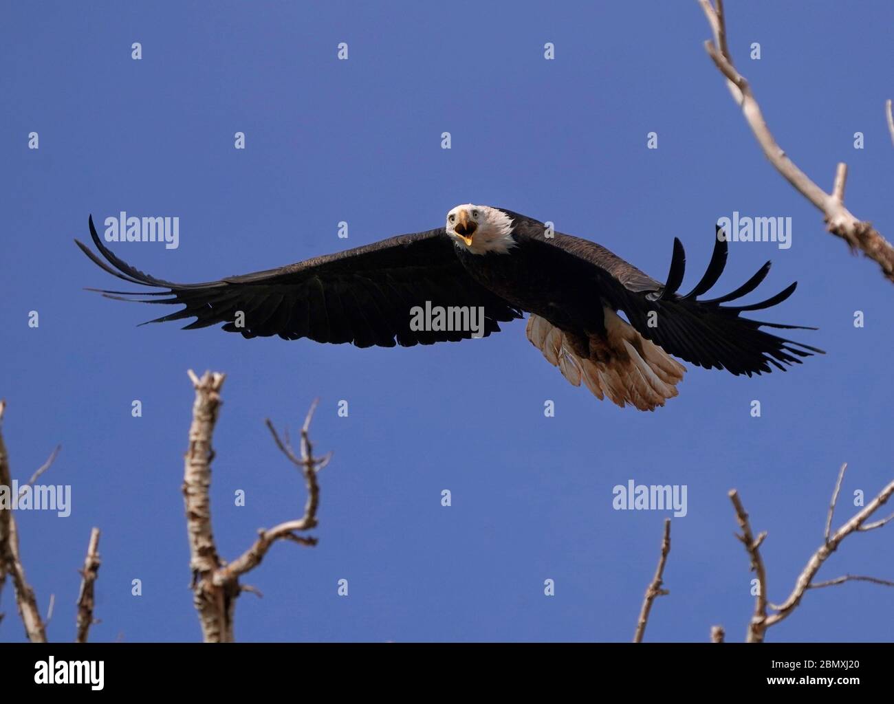 Eaglets in nest hi-res stock photography and images - Alamy