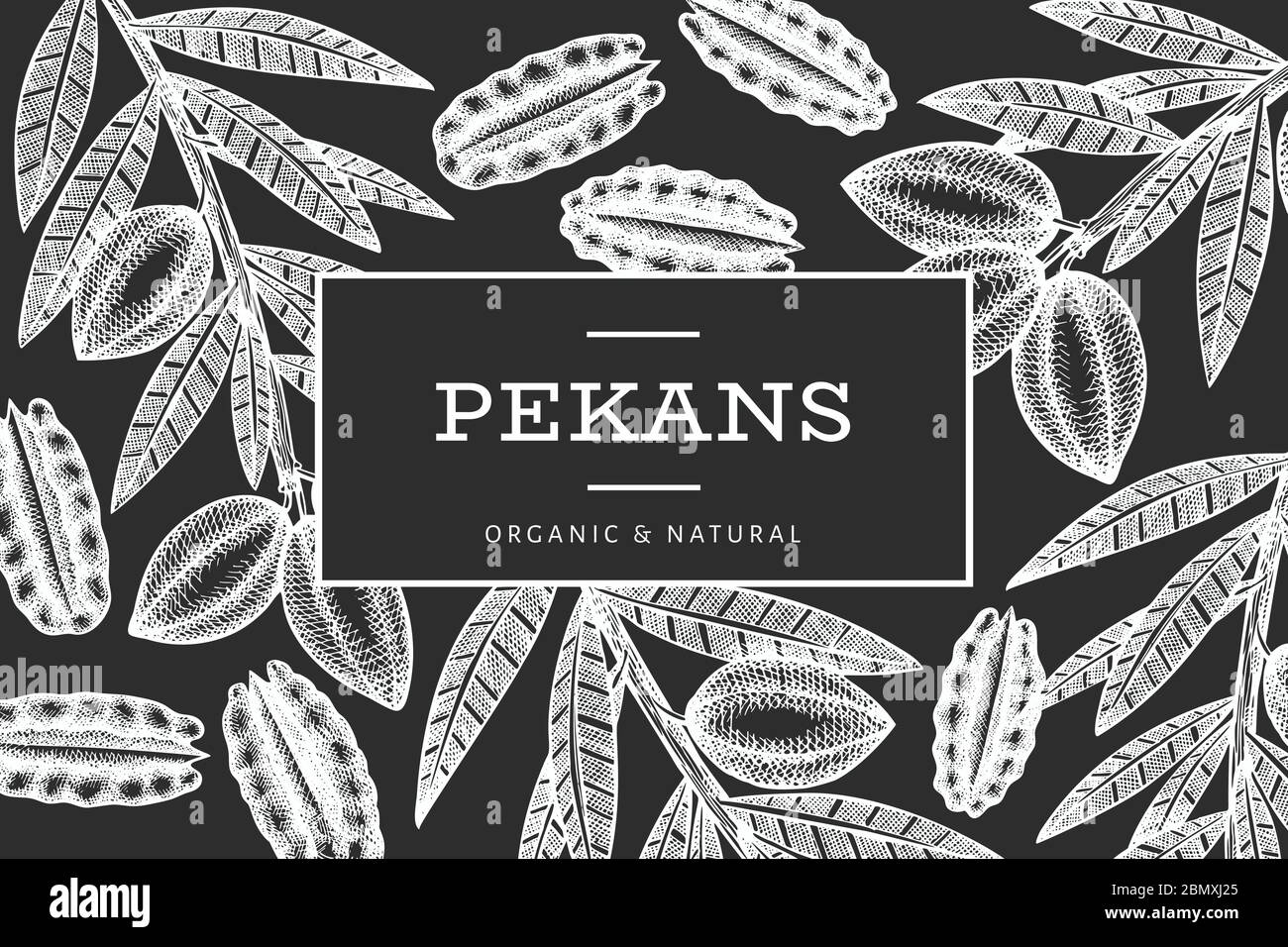 Hand drawn pecan branch and kernels design template. Organic food ...