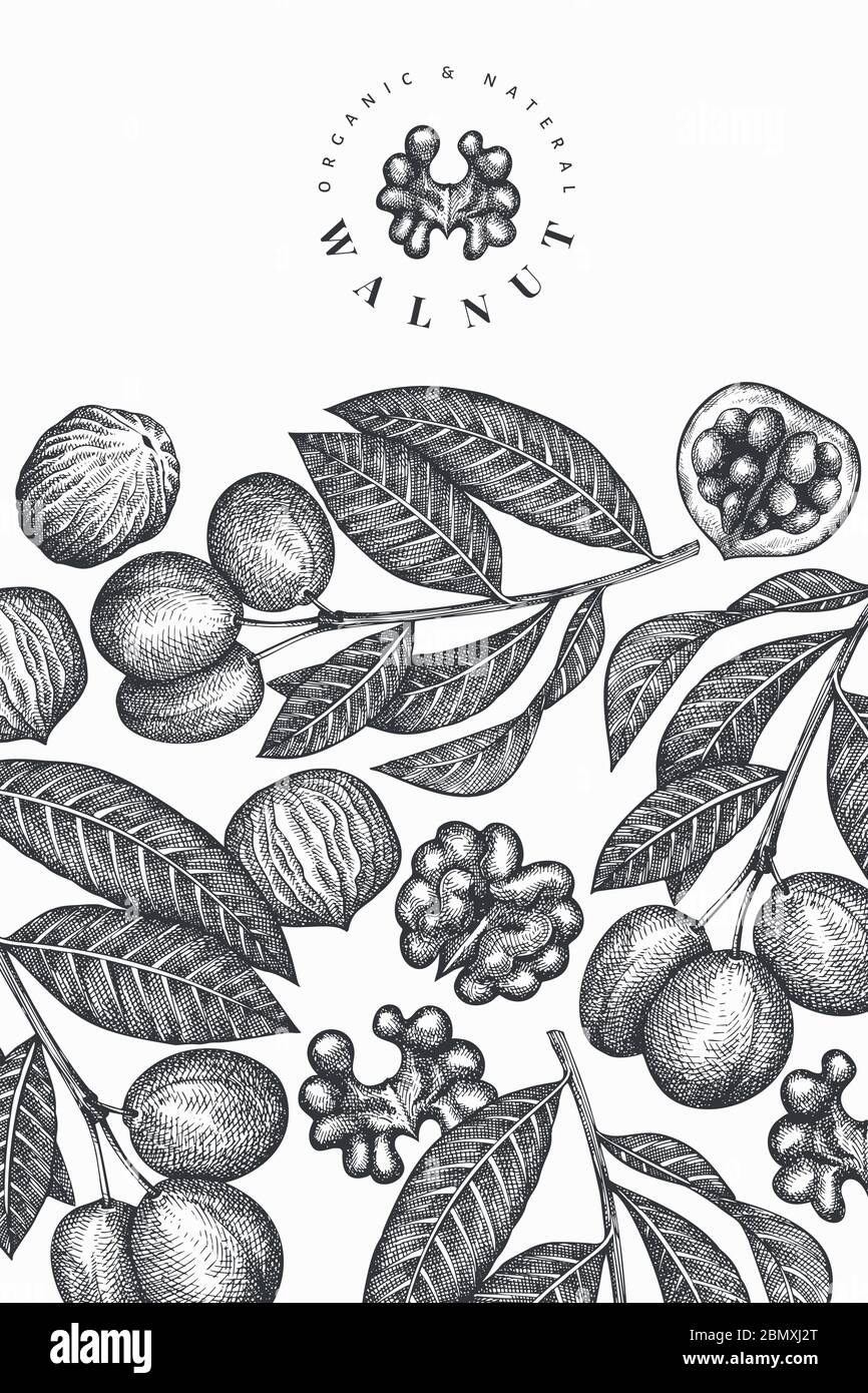 Hand drawn sketch walnut design template. Organic food vector ...