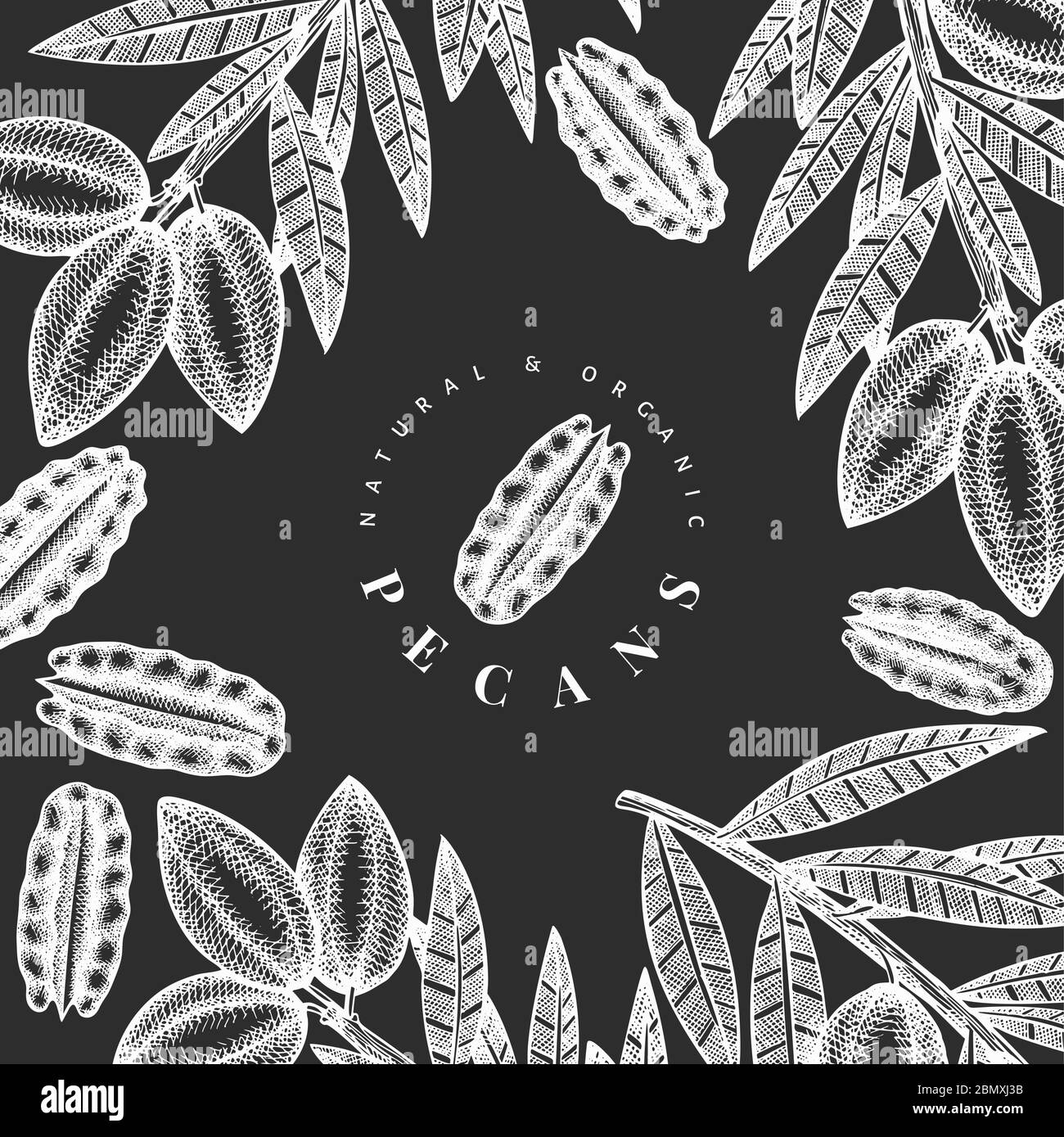 Hand drawn pecan branch and kernels design template. Organic food ...