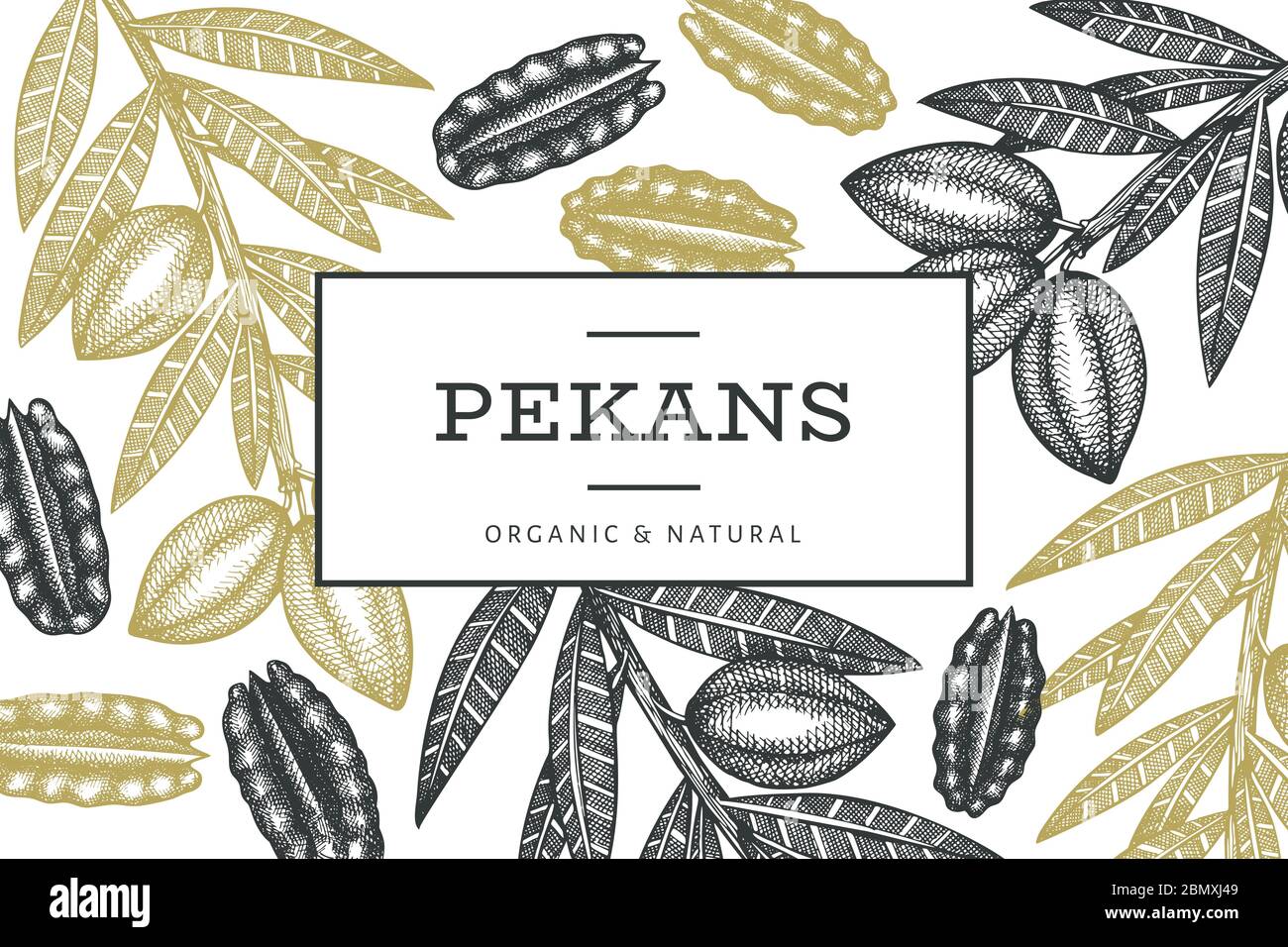 Hand drawn pecan branch and kernels design template. Organic food ...