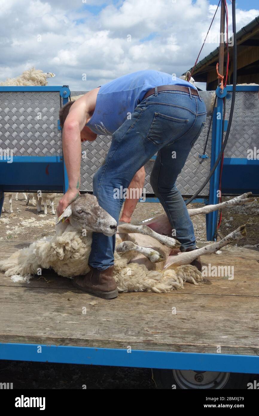Sheep being sheared in shearing hi-res stock photography and images - Alamy