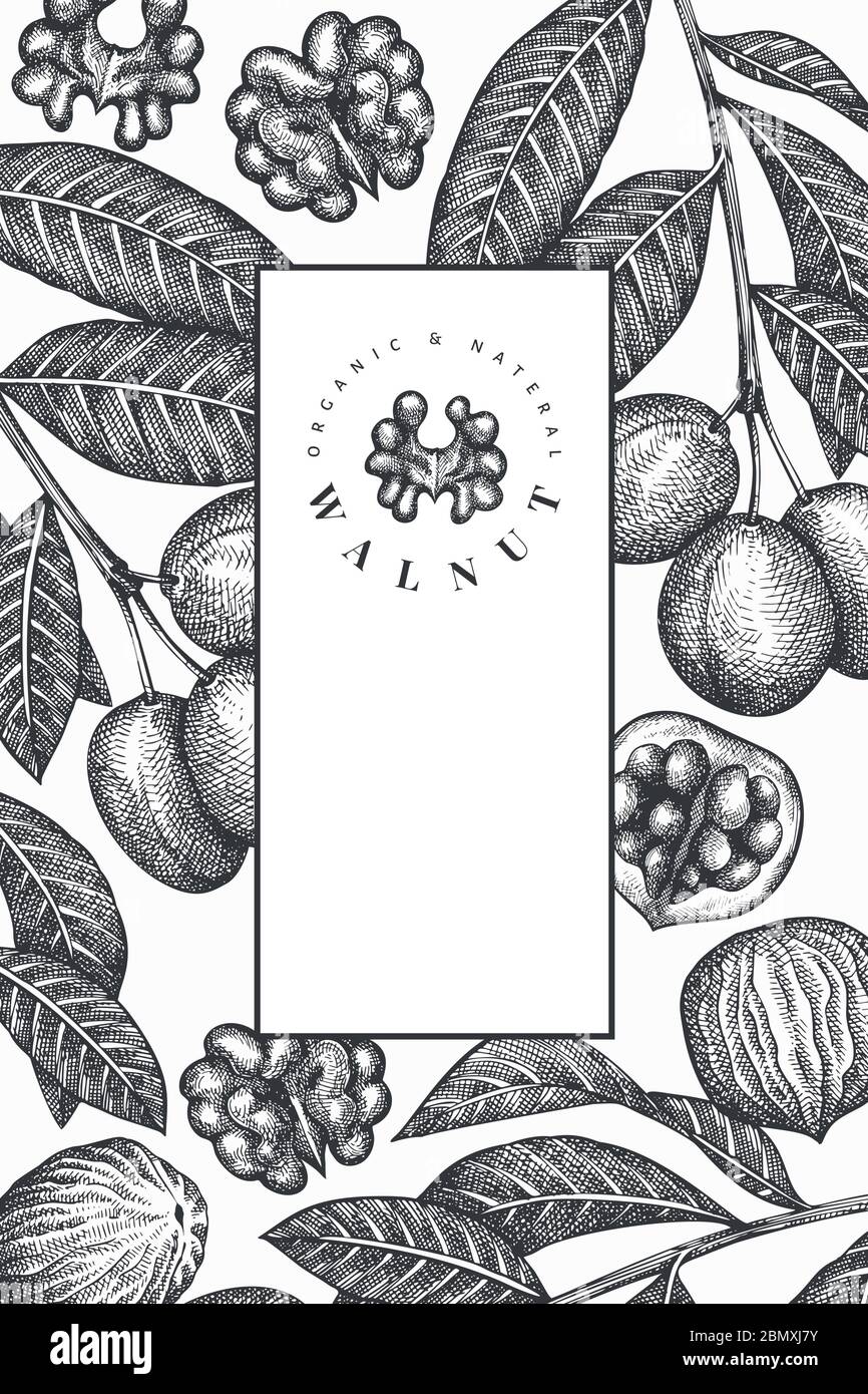 Hand drawn sketch walnut design template. Organic food vector ...