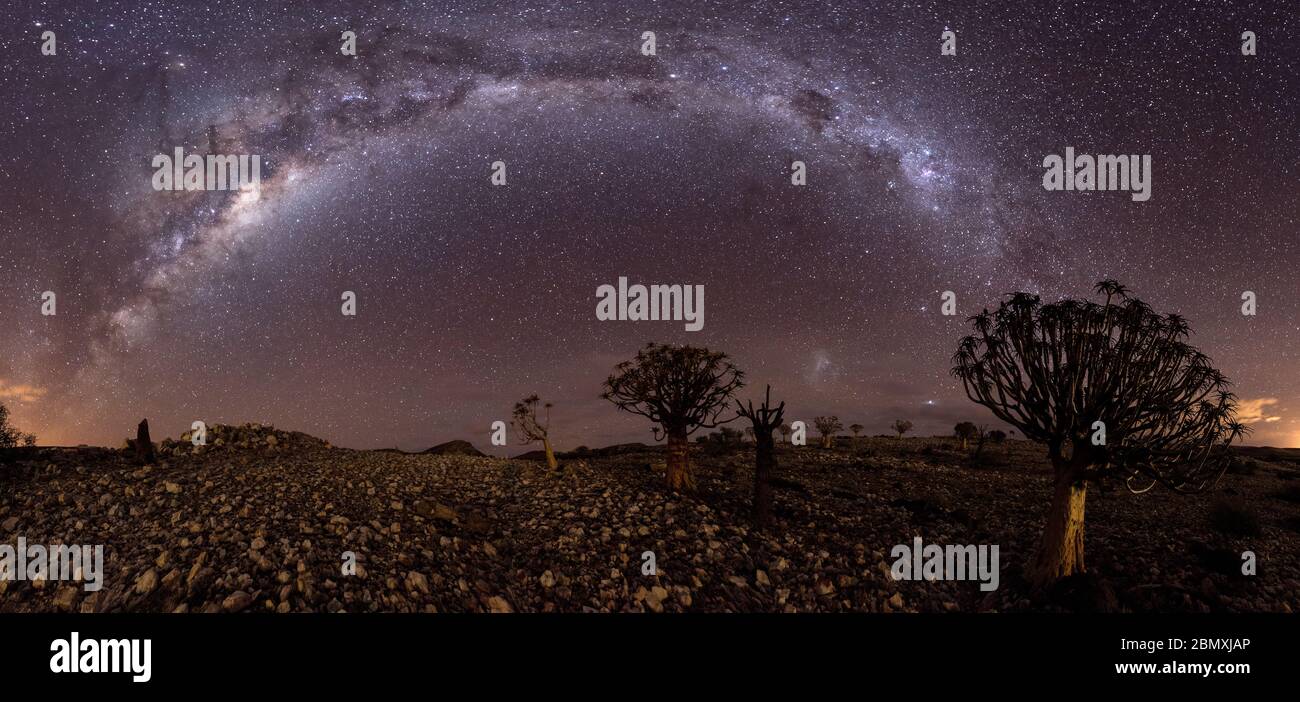 milky way stars and quiver tree's Stock Photo - Alamy