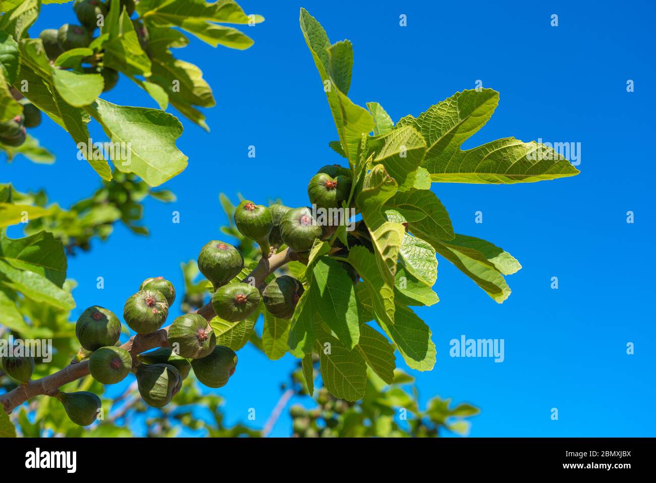 Fig tree fruit orchard hi-res stock photography and images - Alamy