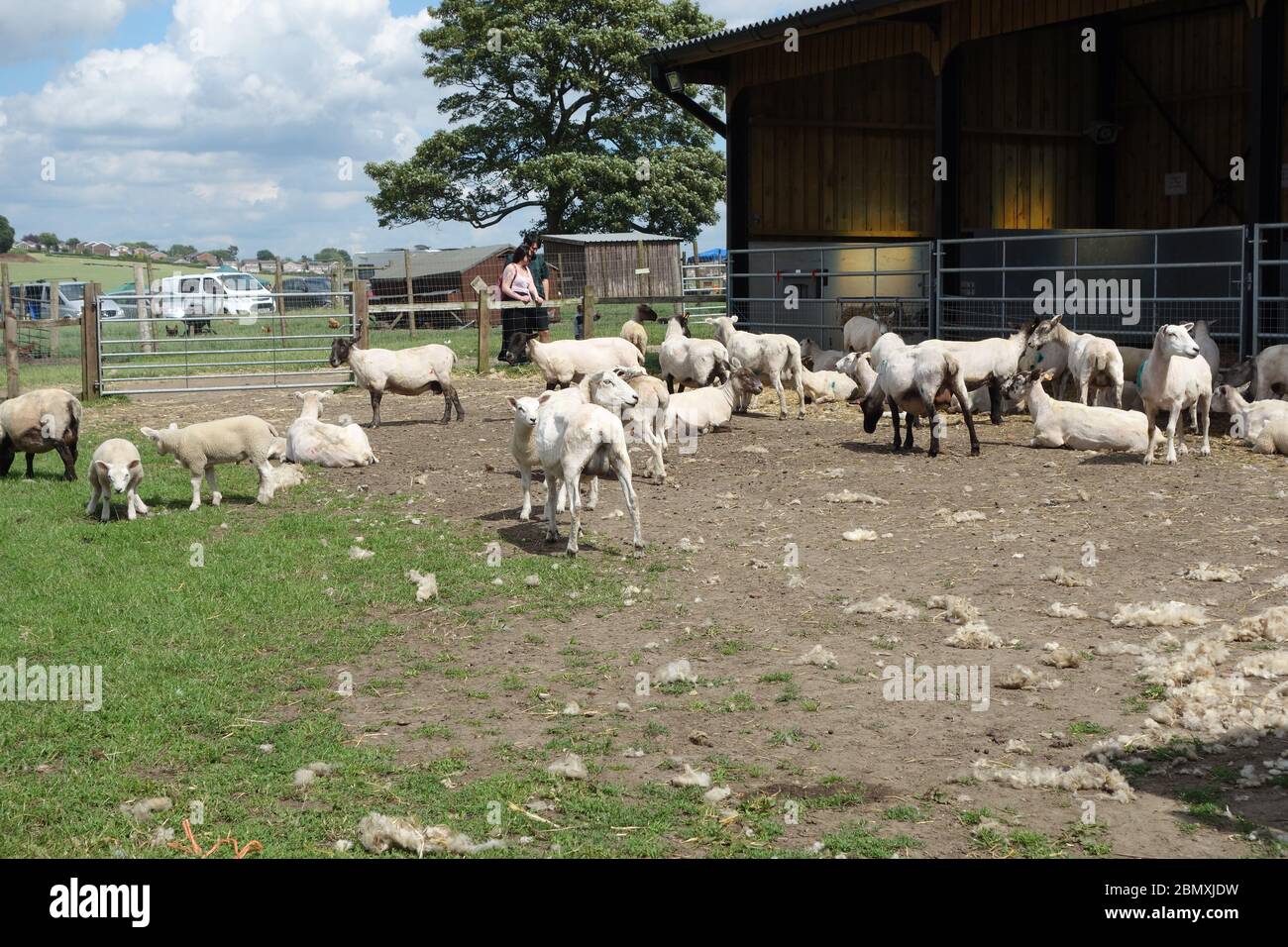Recently sheared sheep hi-res stock photography and images - Alamy