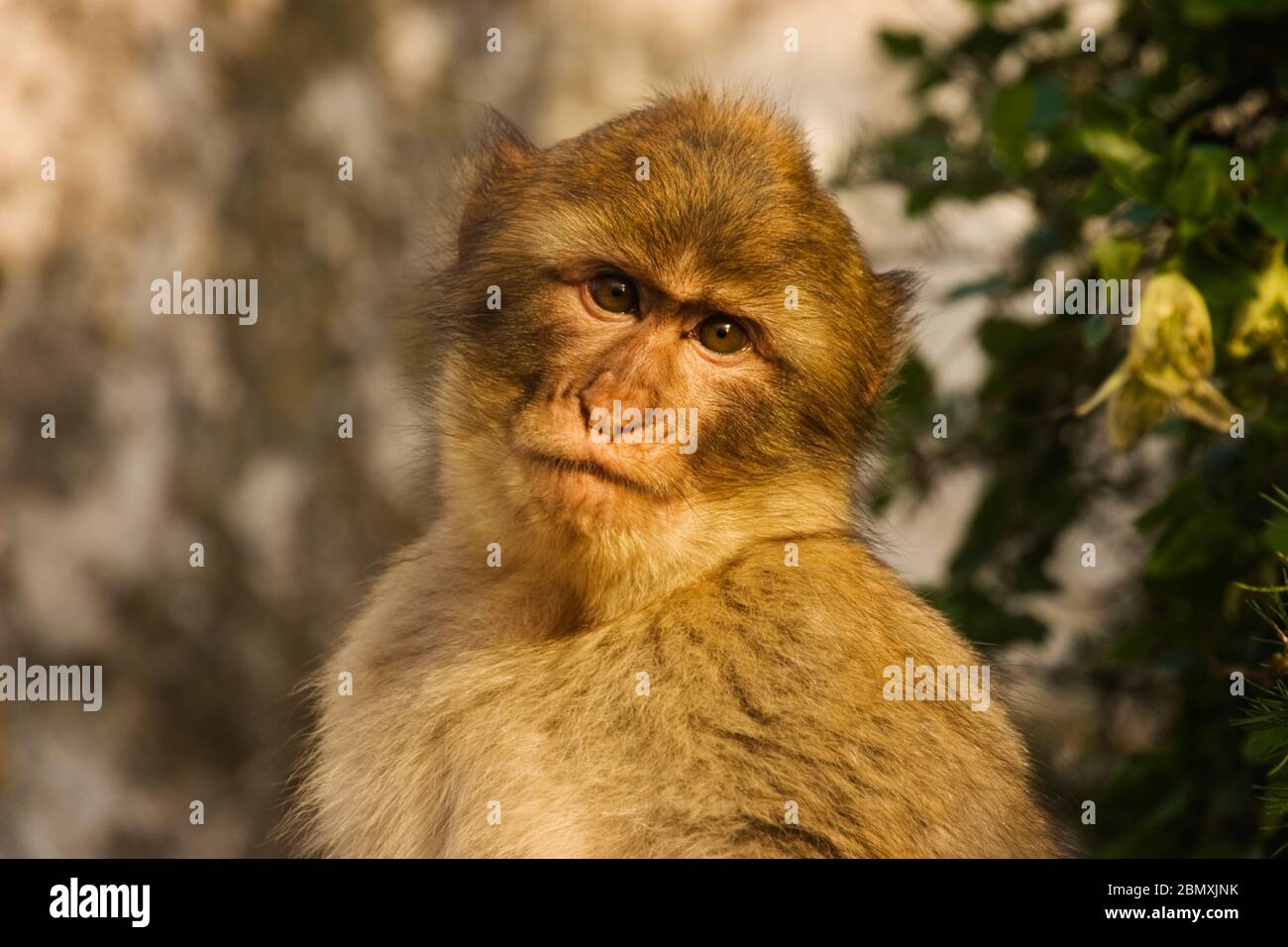 Barbary Macaque Smile