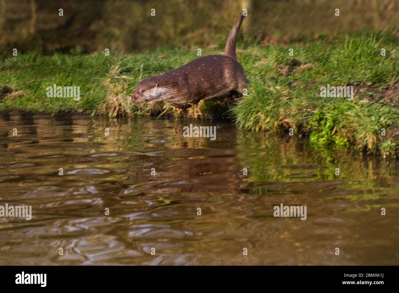 Jumping otter hi-res stock photography and images - Alamy