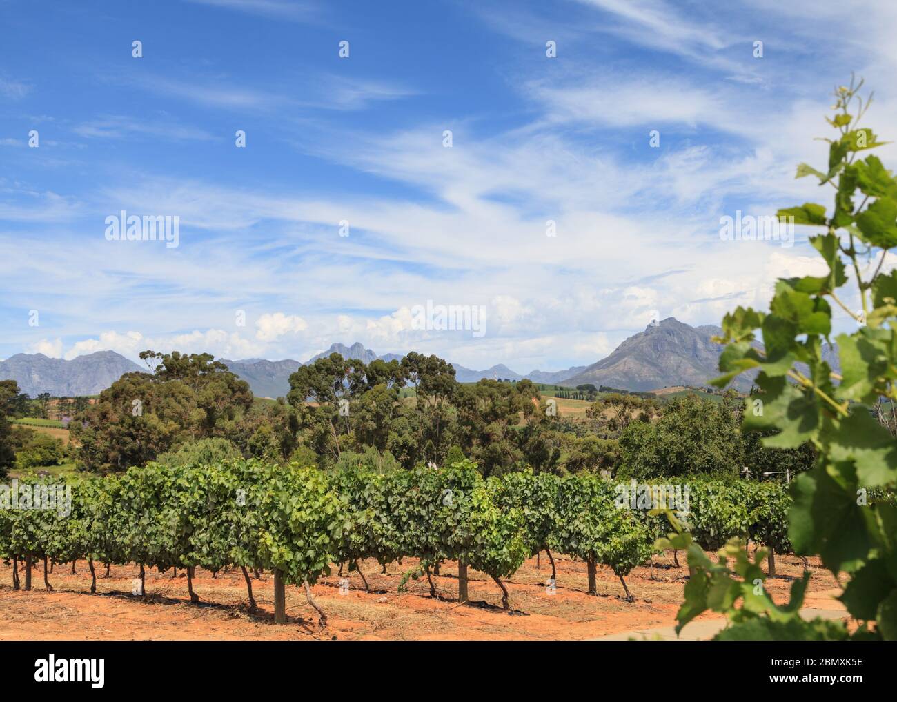 Vineyards and landscape near Franschhoek in the Cape Winelands, Western ...