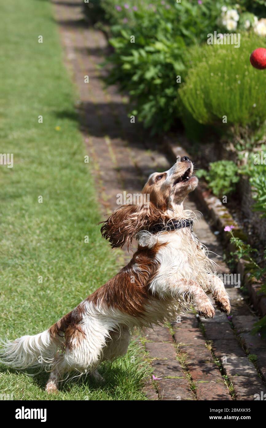 English Cocker Spaniel Jumping for a Ball Stock Photo - Alamy