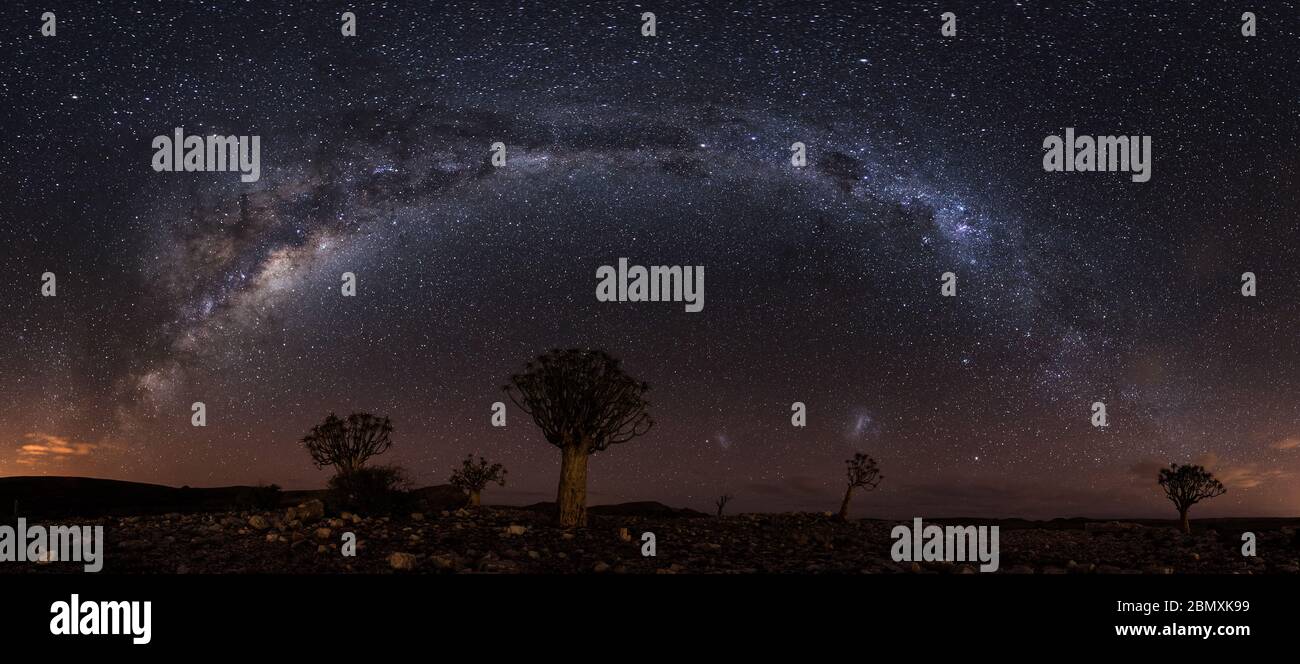 quiver tree and milkyway night photography, nightscape Stock Photo - Alamy