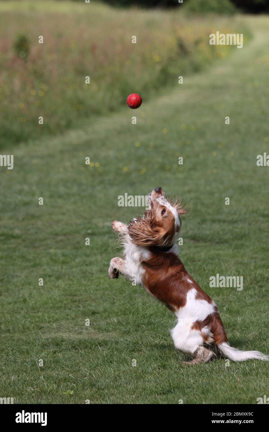 English Cocker Spaniel Jumping for a Ball Stock Photo - Alamy
