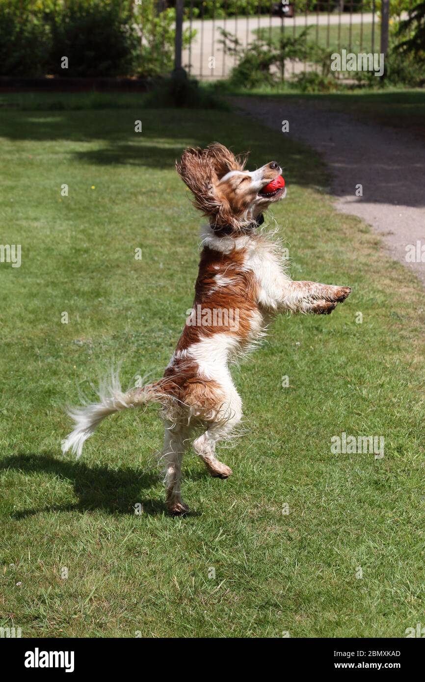 English Cocker Spaniel Jumping for a Ball Stock Photo - Alamy