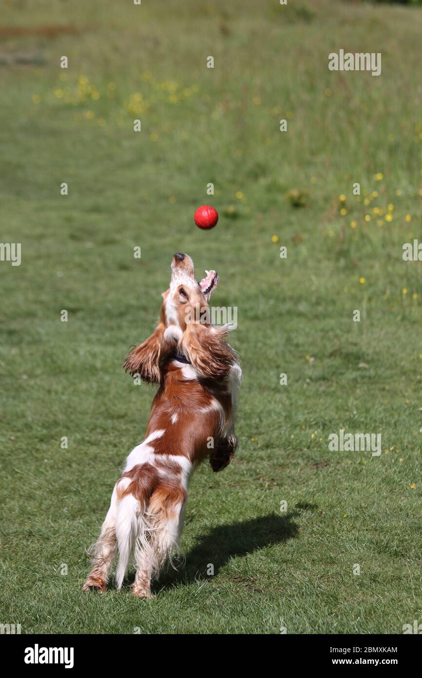 English Cocker Spaniel Jumping for a Ball Stock Photo - Alamy