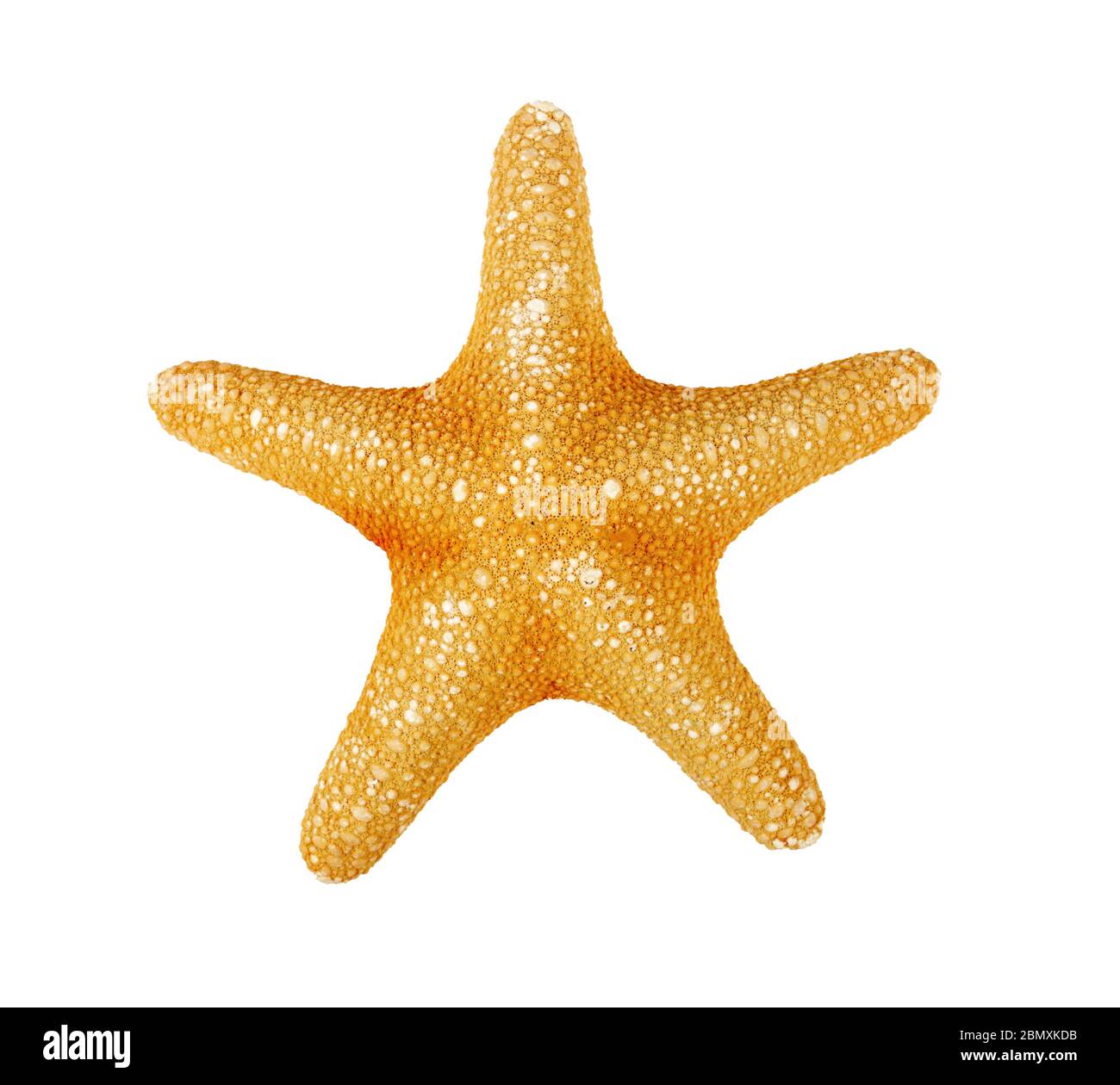 Indian ocean starfish Cut Out Stock Images & Pictures - Alamy