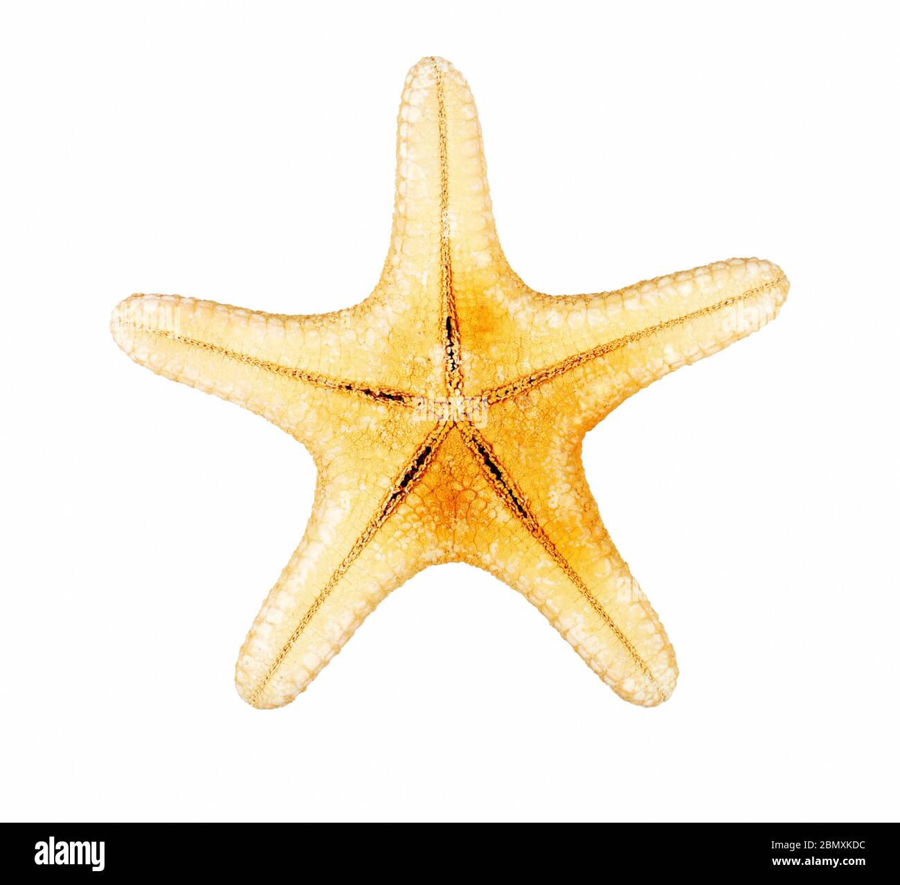 Indian starfish Cut Out Stock Images & Pictures - Alamy