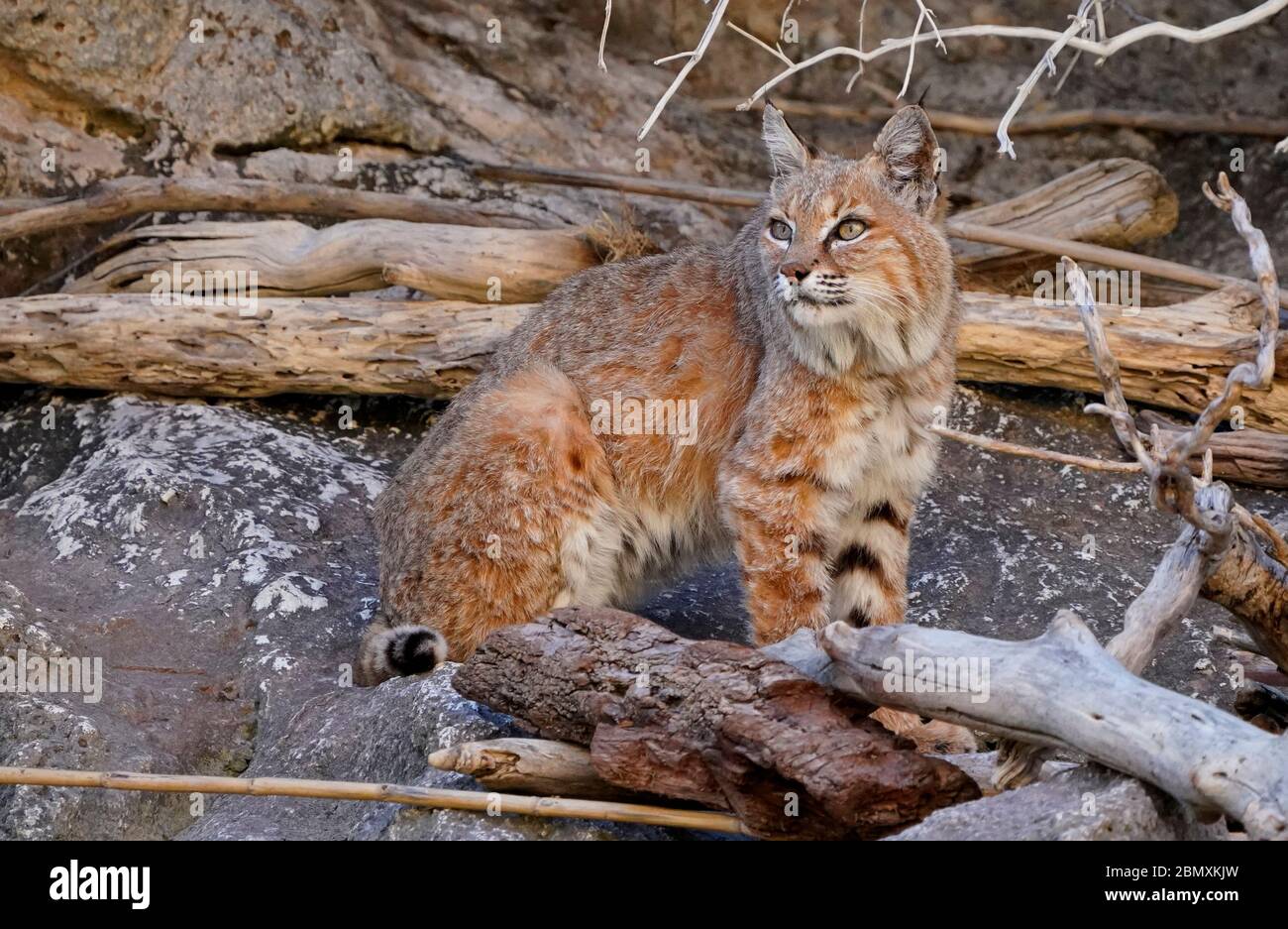 Arizona cats hi-res stock photography and images - Alamy