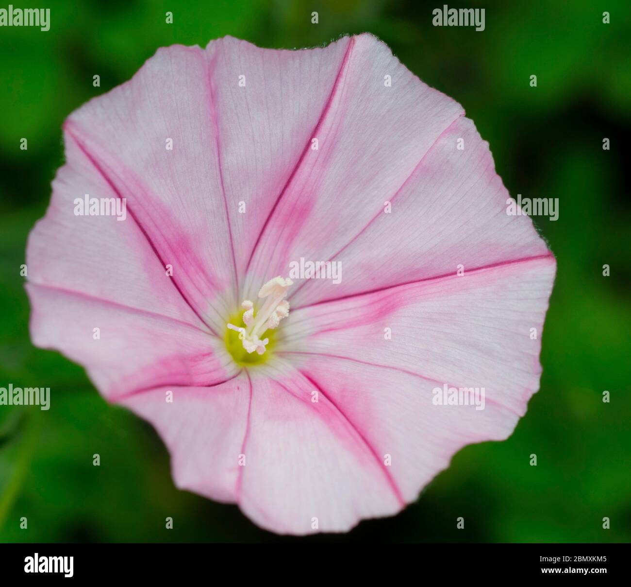 Cantabrica morning glory convolvulus cantabrica hi-res stock ...