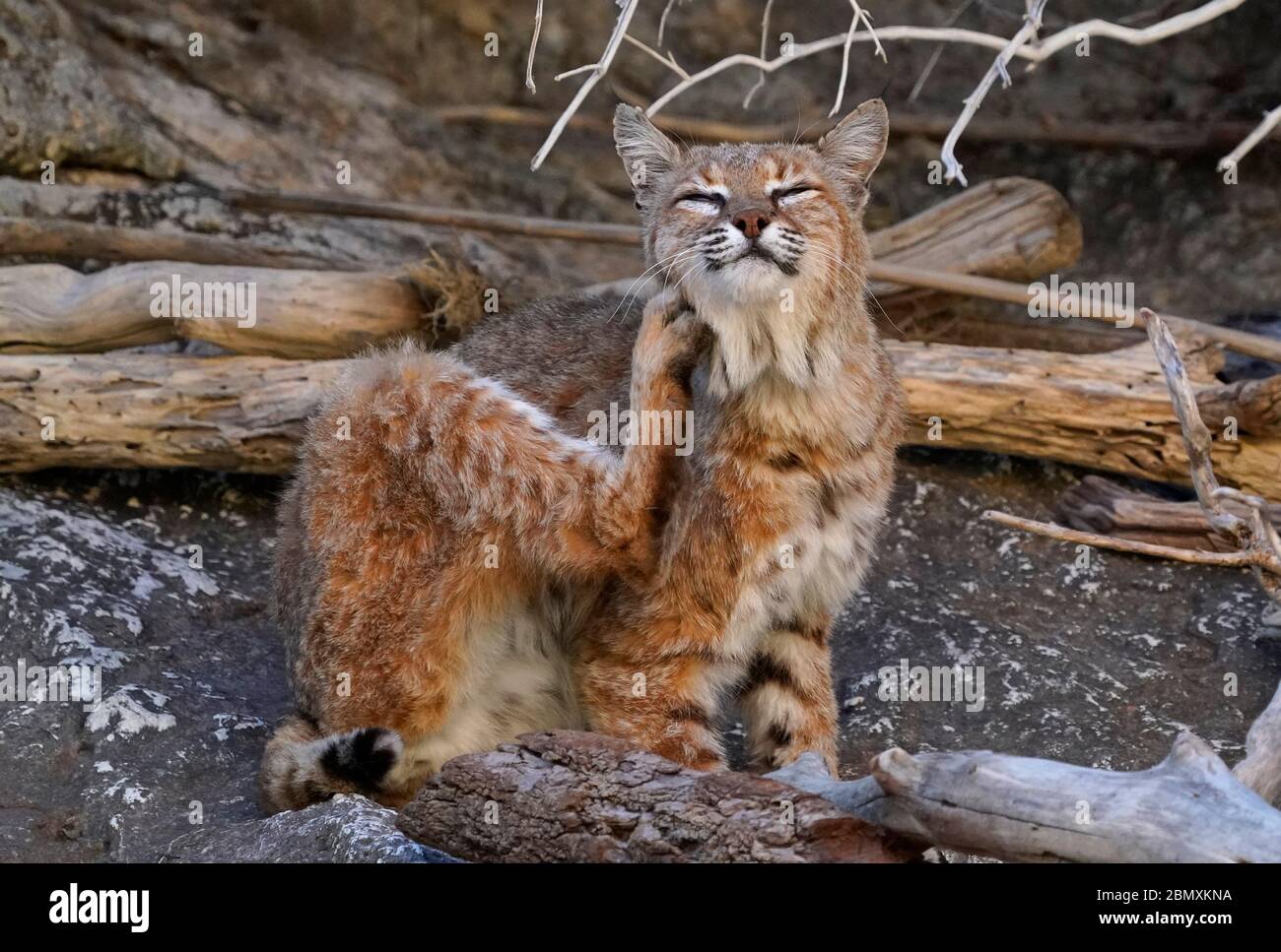Arizona cats hi-res stock photography and images - Alamy