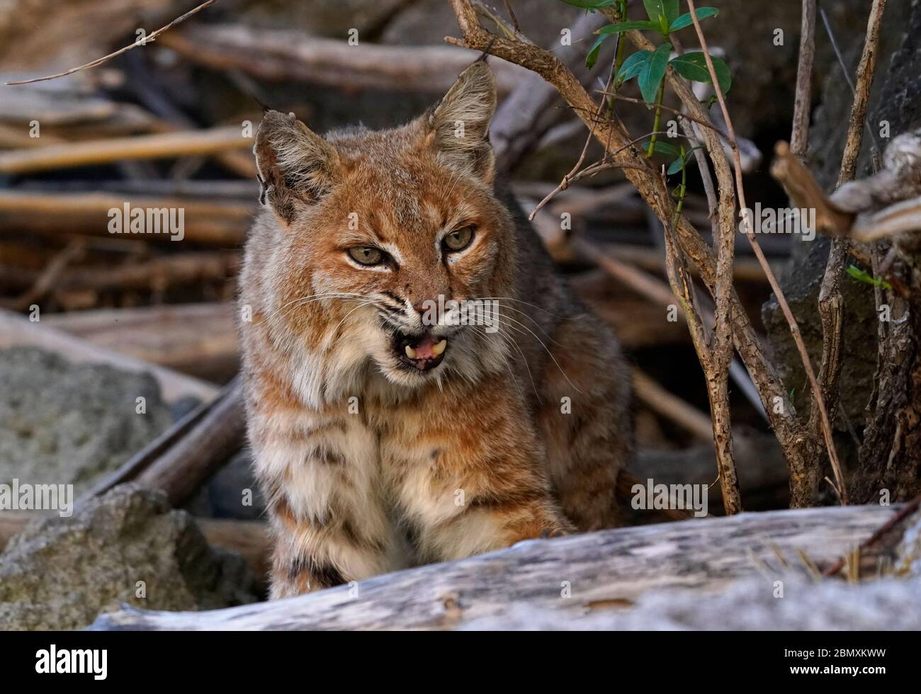 Arizona cats hi-res stock photography and images - Alamy