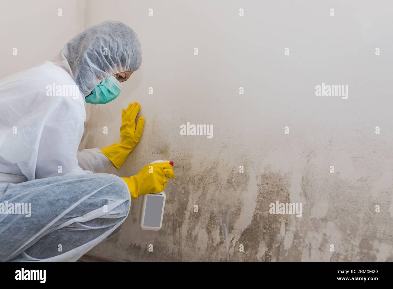 Close up of a female worker of cleaning service removes mold from wall ...