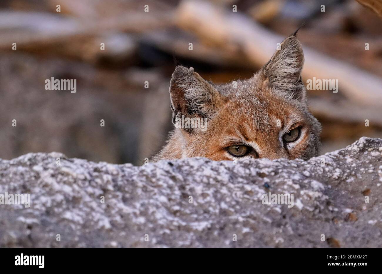 Arizona cats hi-res stock photography and images - Alamy