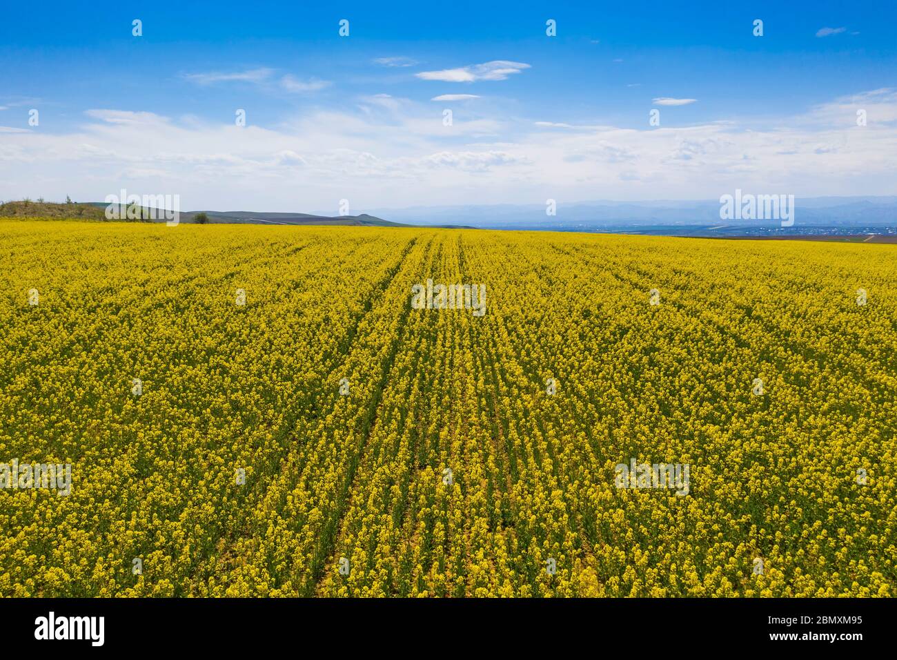 Aerial view of canola field during bloom in a spring landscape Stock ...