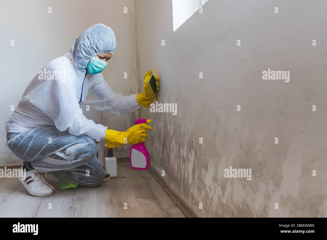 Female worker of cleaning service removes the mold using antimicrobial ...