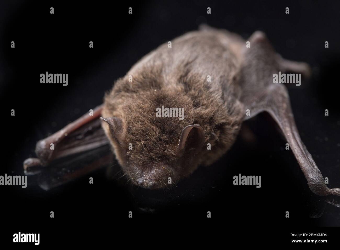 The common bent-wing bat, Schreibers' long-fingered bat, or Schreibers ...